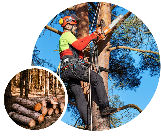 Your Local Tree Experts | Jake’s Tree Service